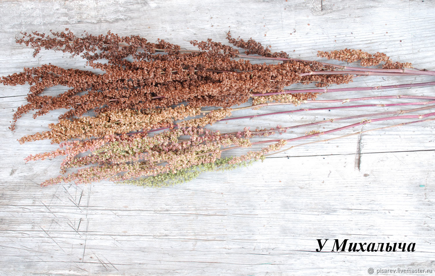 Щавель конский, сухоцвет купить в интернет-магазине Ярмарка Мастеров по ...