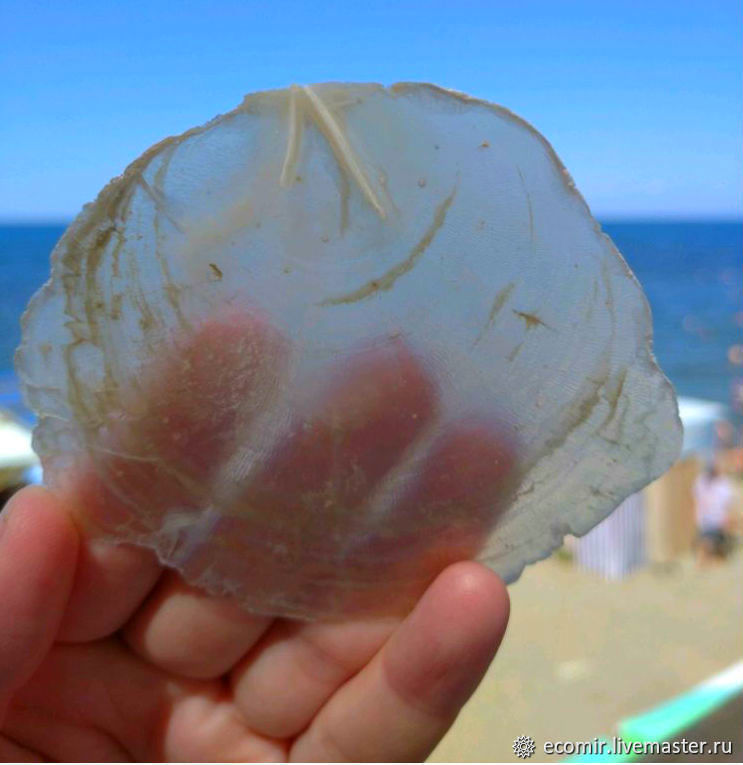 Ракушка прозрачная морская натуральная (8-12см) 1шт купить в интернет ...