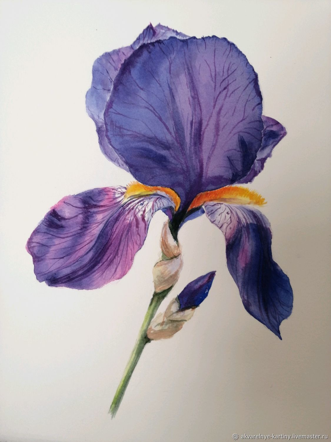 Акварель Ирис в интернет-магазине на Ярмарке Мастеров | Элементы ...