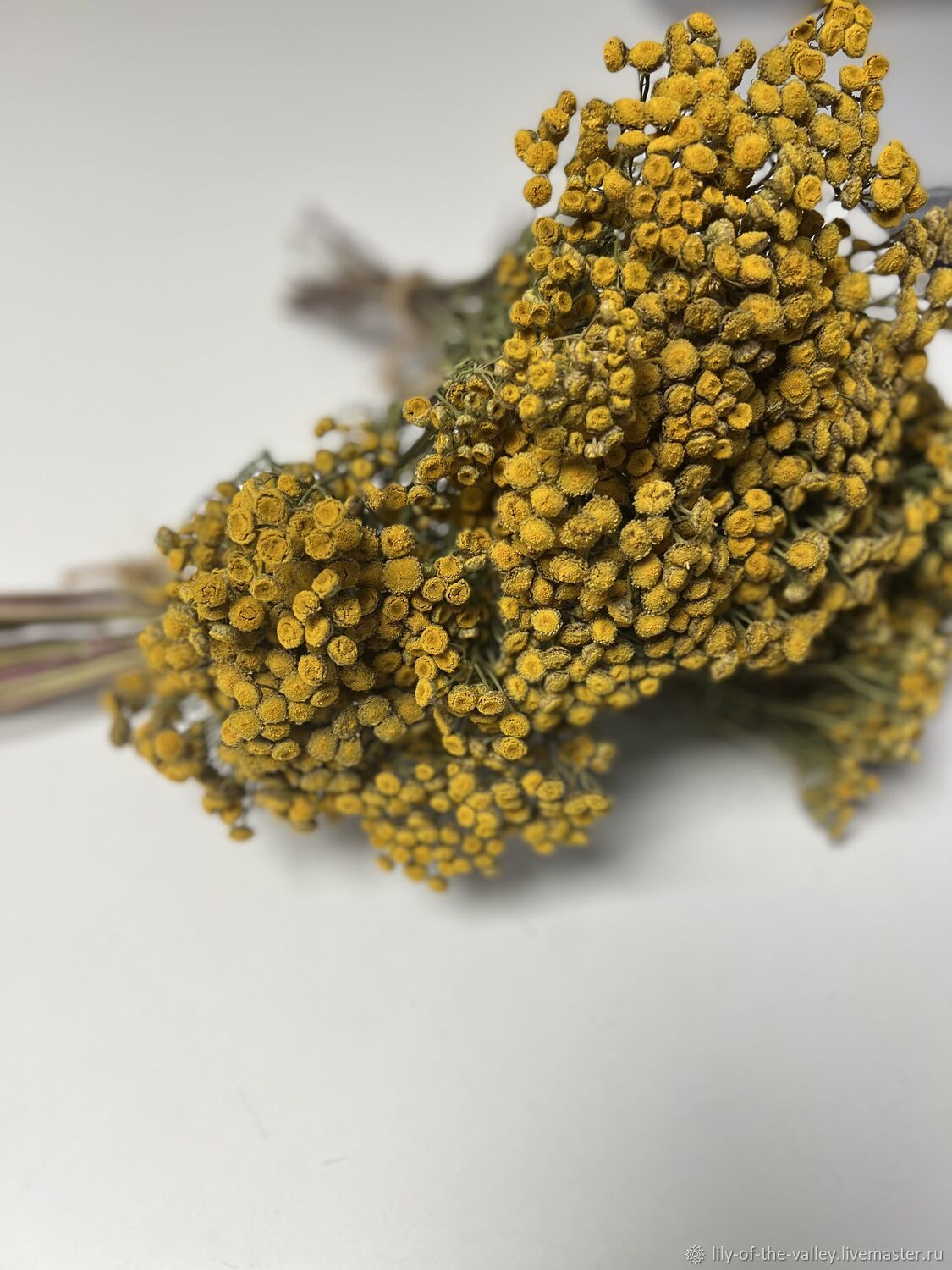 Пижма сухоцвет купить в интернет-магазине Ярмарка Мастеров по цене 300 ...