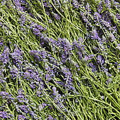 Монарда лимонная (цитрусовая, лимоннопахнущая, бергамотн.).Цена за 1г ...