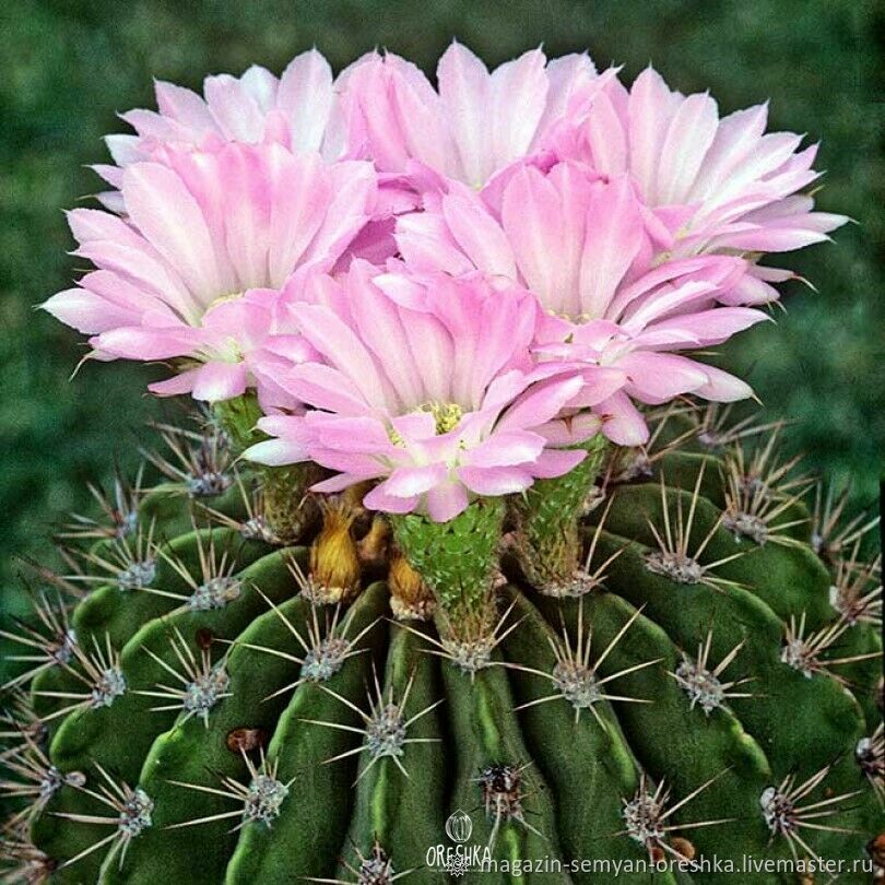 Суккулент Кактус Acanthocalycium violaceum VG-302 семена 10 ШТ в ...