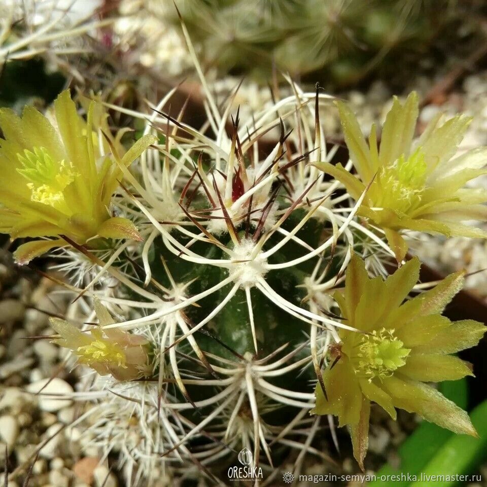 Суккулент Кактус Echinocereus davisii семена 10 ШТ купить в интернет ...