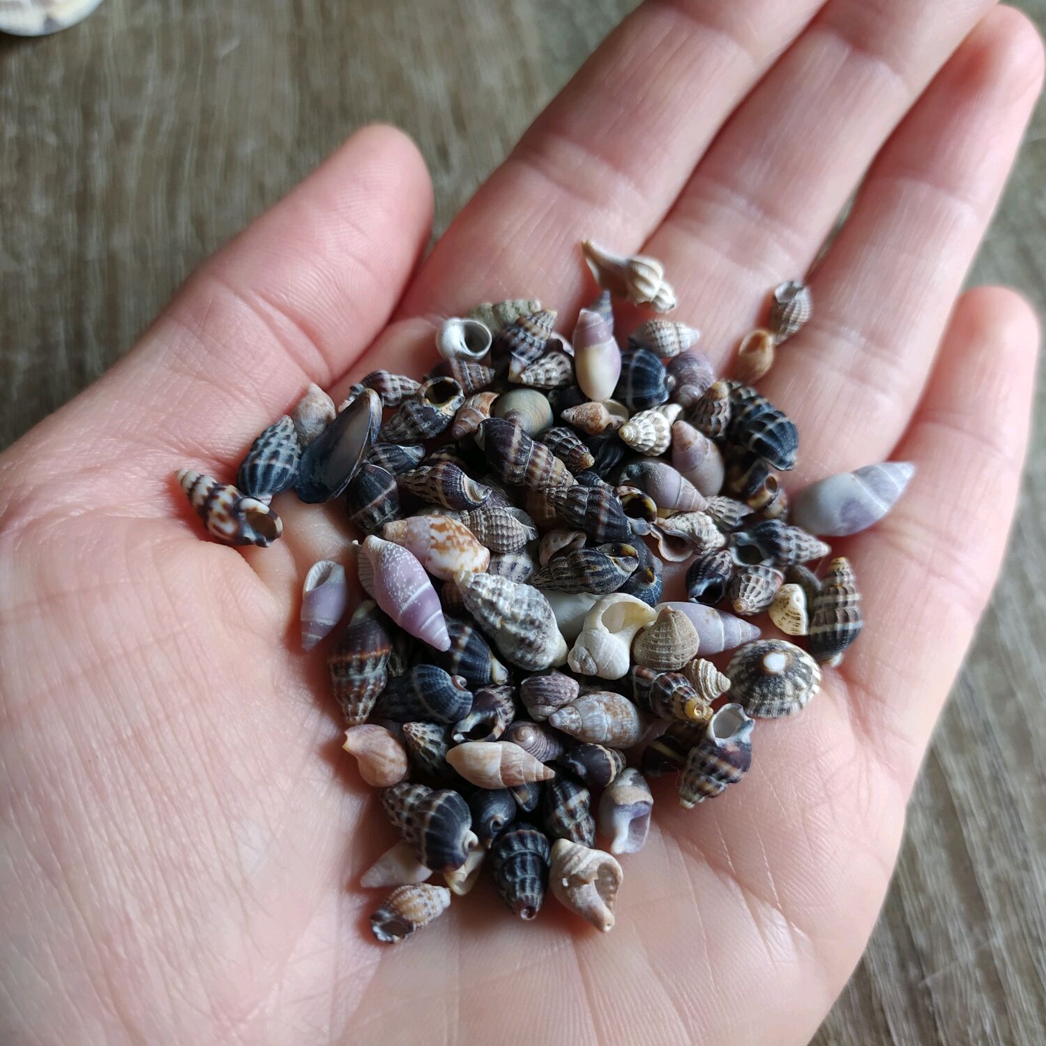 Ракушки Японского моря маленькие (50 штук) в интернет-магазине на ...