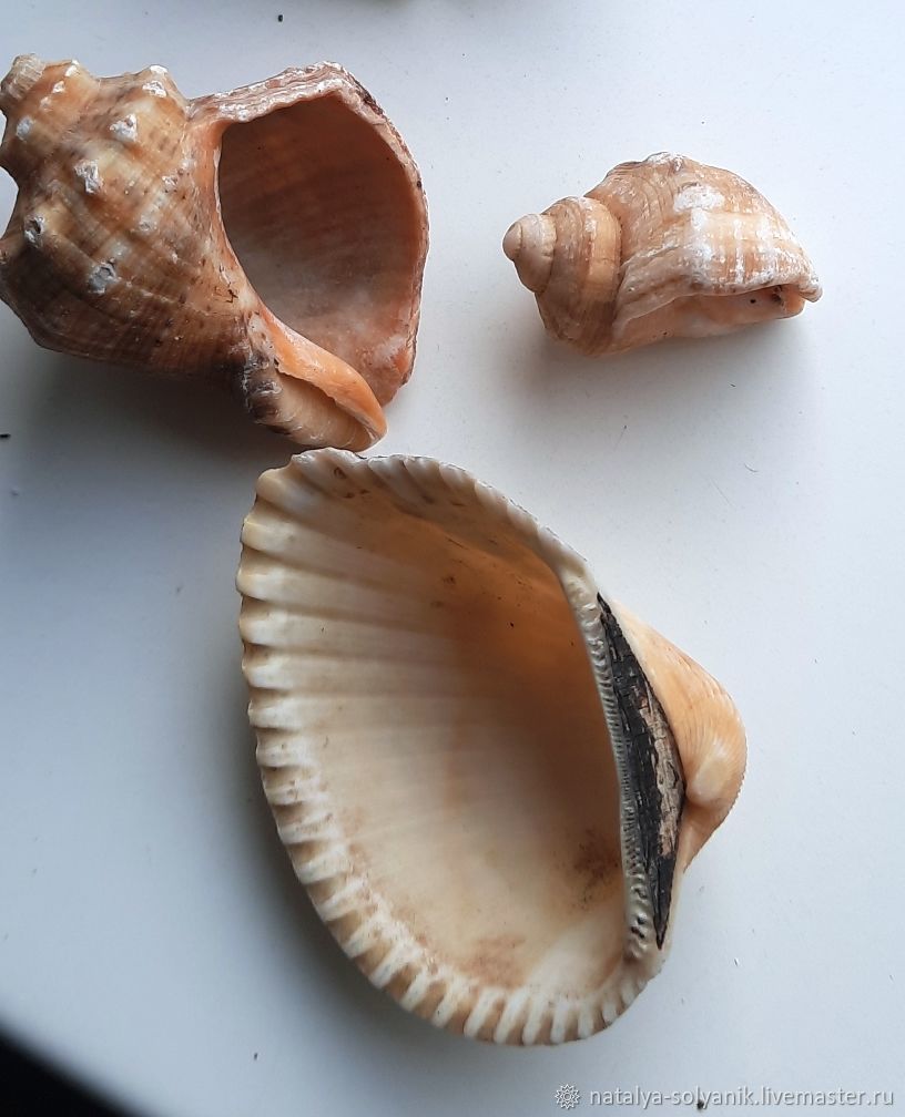 Набор Морские ракушки в интернет-магазине Ярмарка Мастеров по цене 255 ...