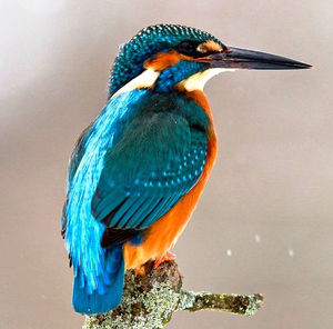 Магазин мастера СонеЛень (sone-len) на Ярмарке Мастеров | Москва