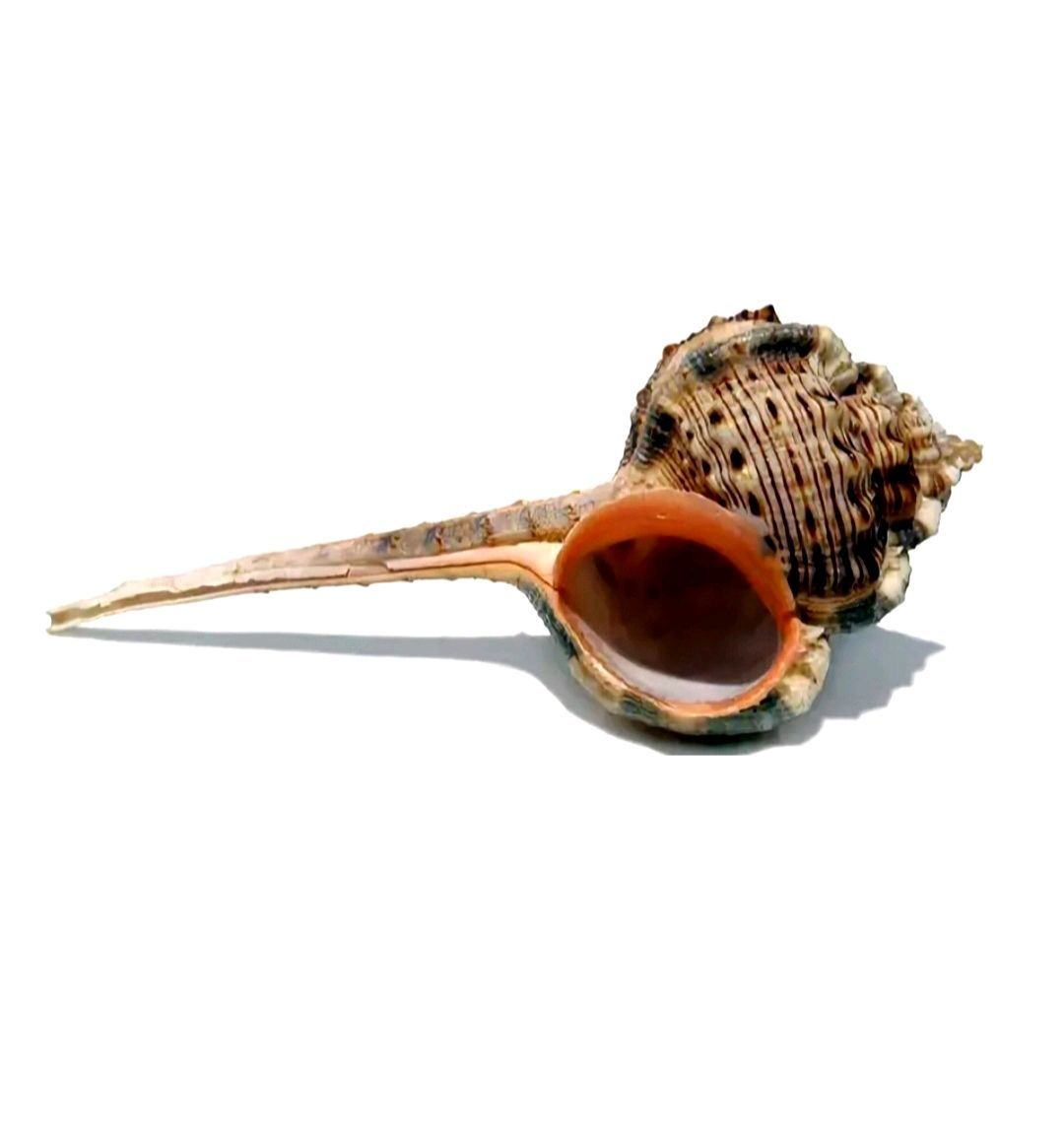 Ракушка морская натуральная "Мурекс хаустелус" (10-15см) 1шт купить в ...