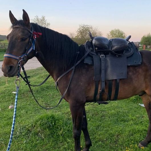Cossack Trick Saddle | Horse and Hound Forum