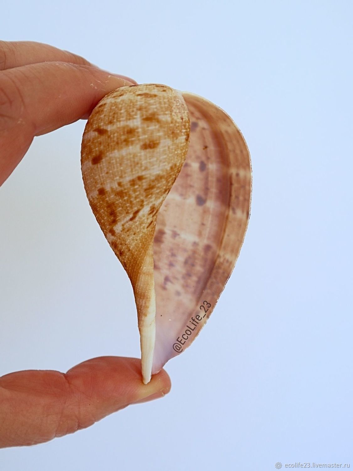 Натуральные морские ракушки Фикус субинтермедиа (Ficus Subintermedia) в ...