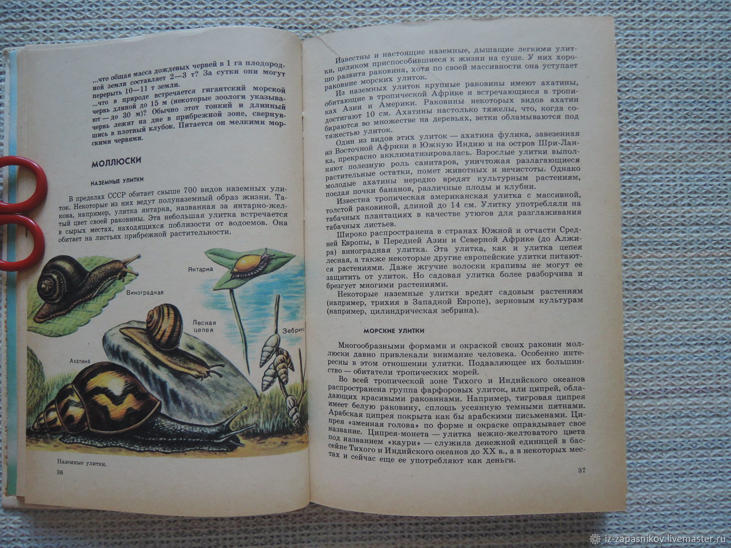 Винтаж: "Книга для чтения по зоологии". 1986г купить в интернет ...